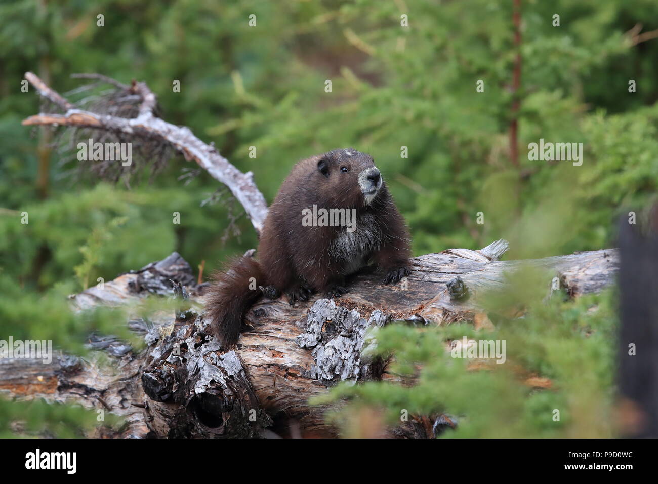 Vancouver Island Marmot, Marmota vancouverensis,Mount Washington ...
