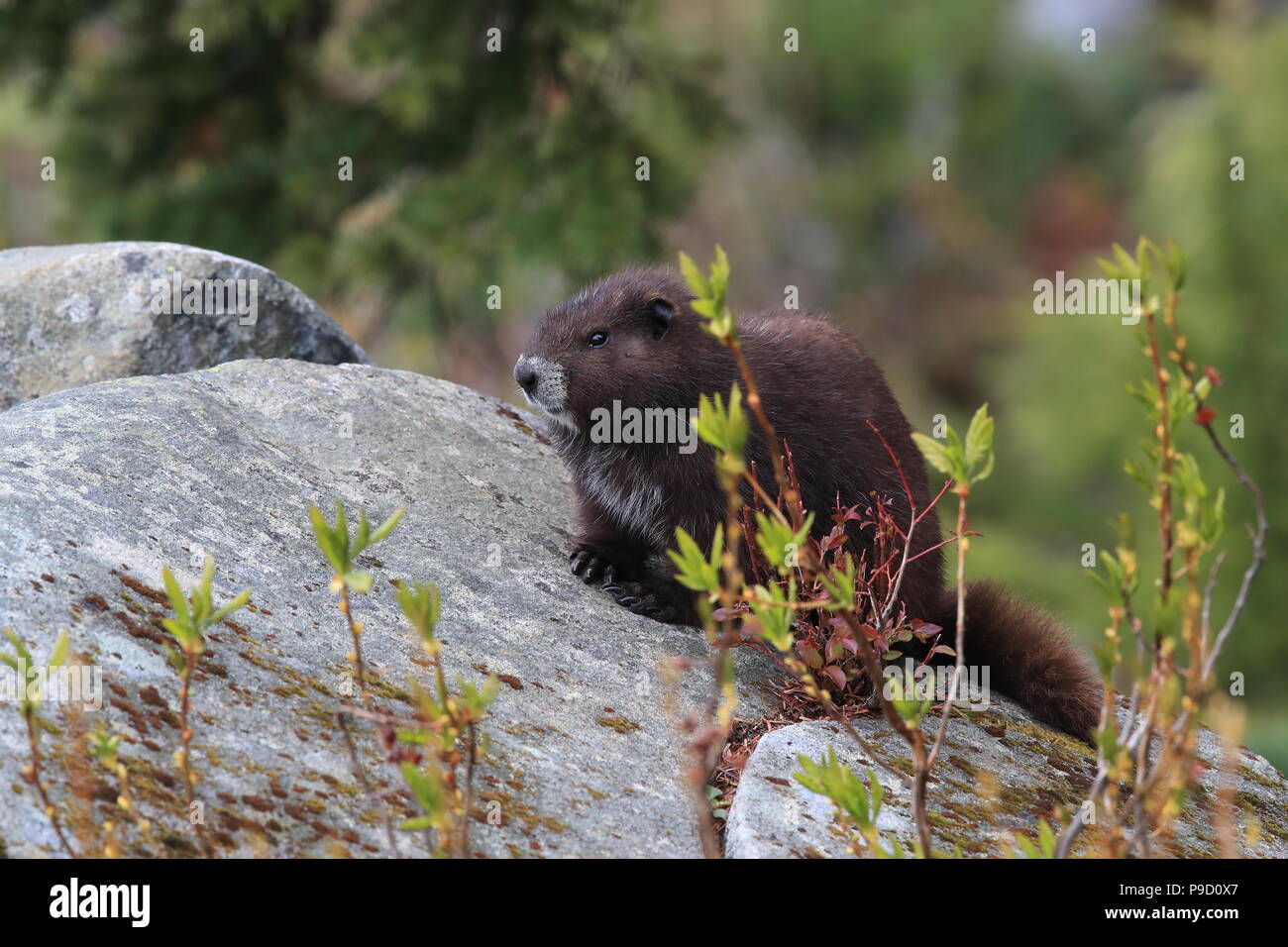 Vancouver Island Marmot, Marmota vancouverensis,Mount Washington ...