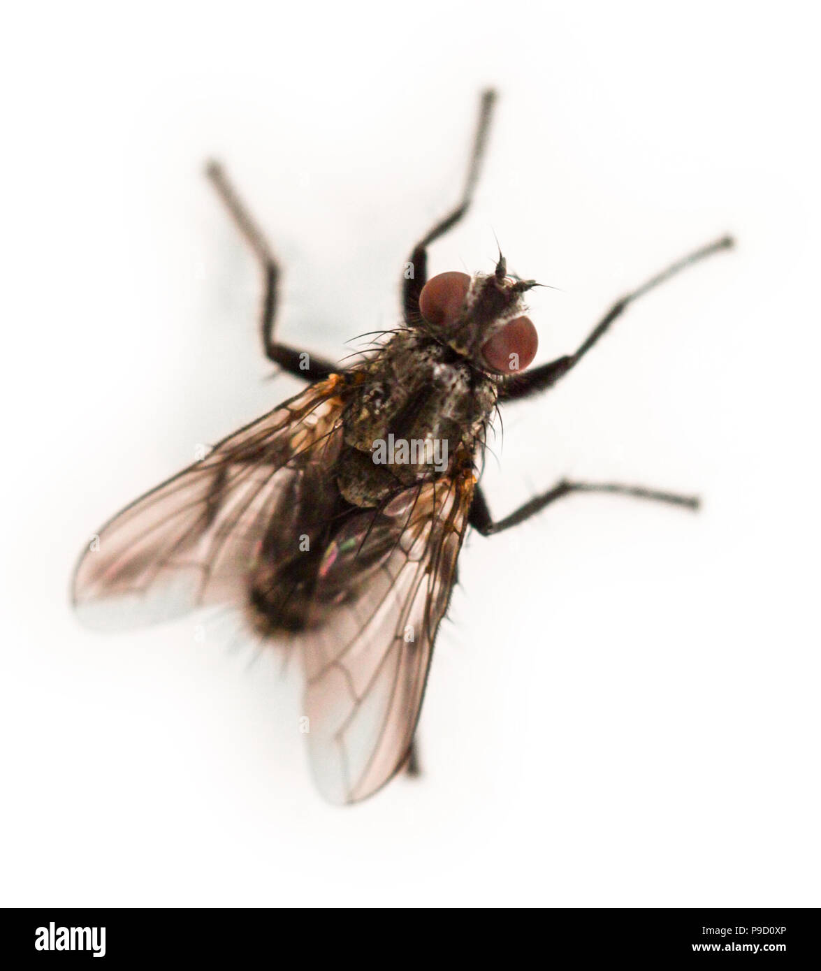 Closeup bug fly insect in Cut Out Stock Images & Pictures - Alamy
