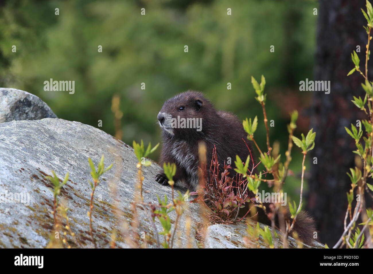Vancouver Island Marmot, Marmota vancouverensis,Mount Washington, Vancouver Island, BC, Canada ...