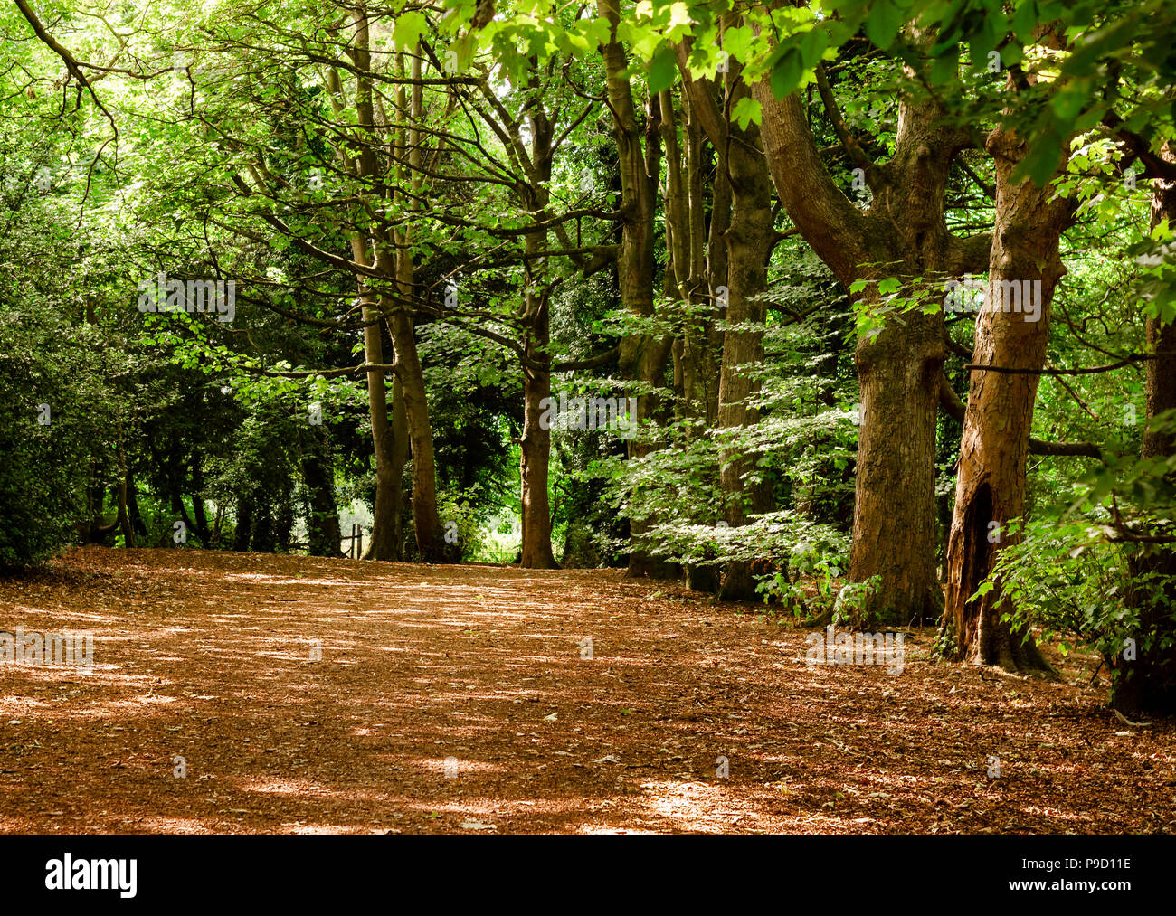 Woodland walk landscape hi-res stock photography and images - Alamy