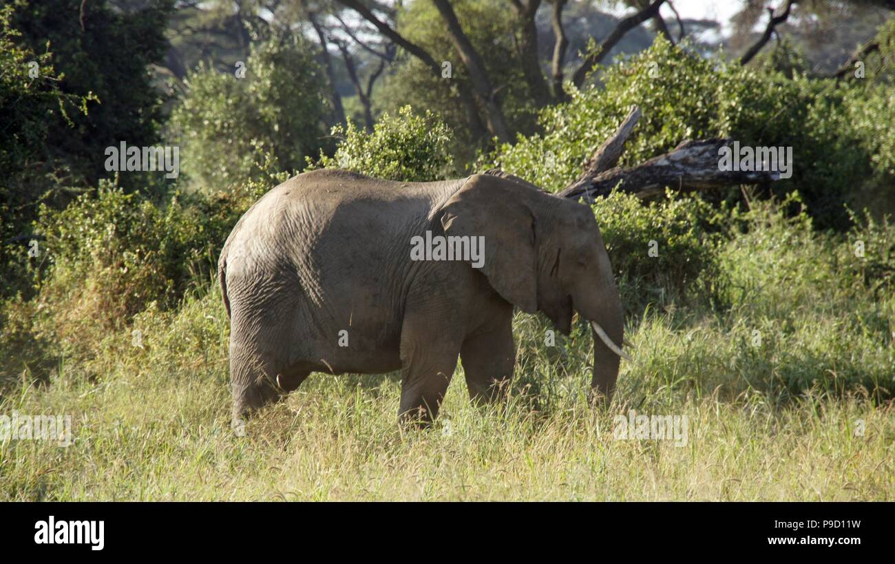 wild living elephants in a kenyan national park Stock Photo - Alamy