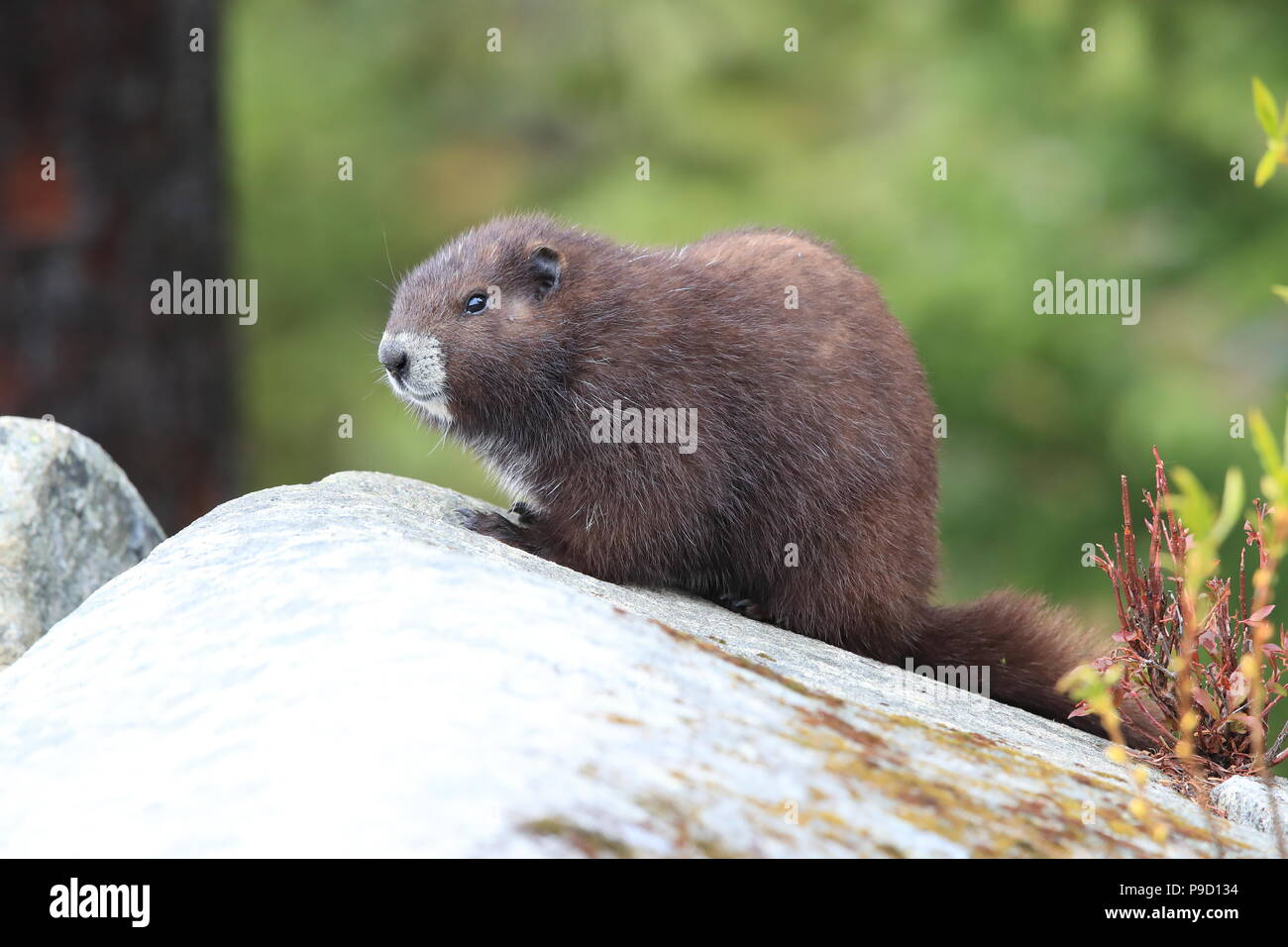 Vancouver Island Marmot, Marmota vancouverensis,Mount Washington ...
