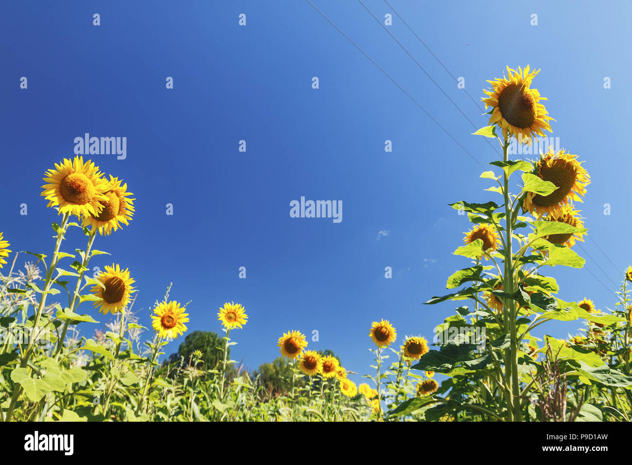 sunflower field over cloudy blue sky and bright sun lights Stock Photo ...