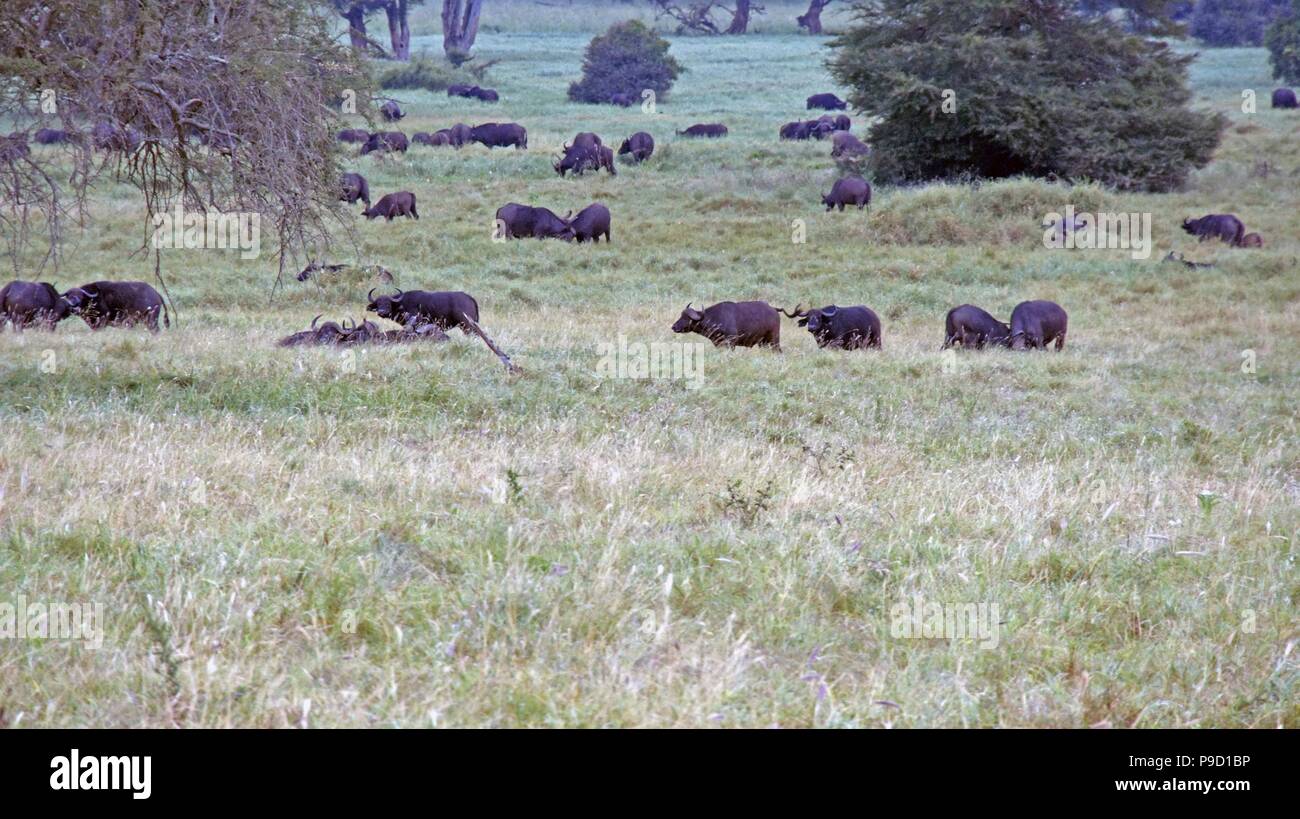 wild living buffalo in kenyan savanna Stock Photo - Alamy
