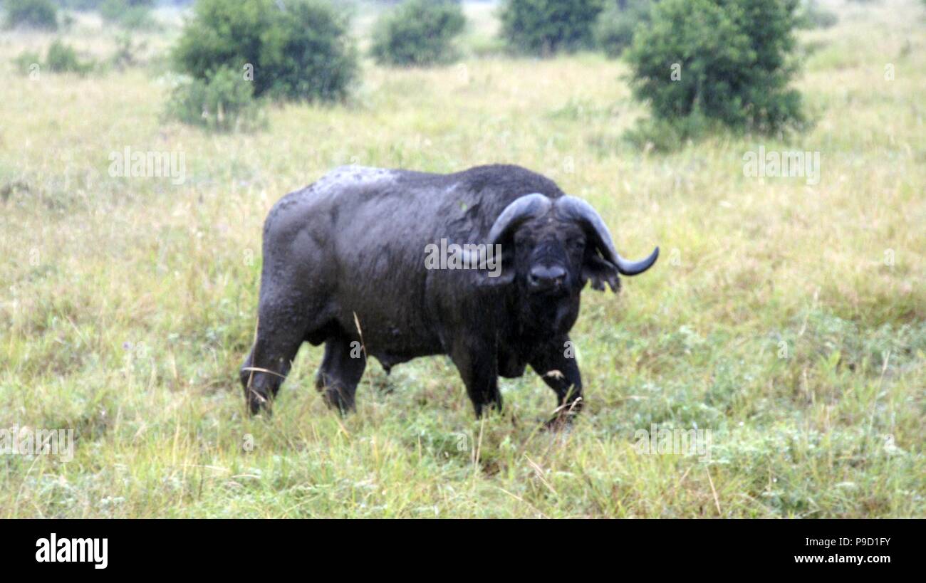 wild living buffalo in kenyan savanna Stock Photo - Alamy