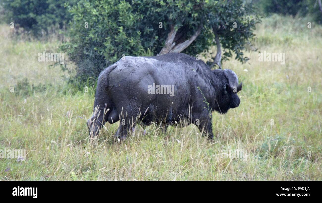 wild living buffalo in kenyan savanna Stock Photo - Alamy