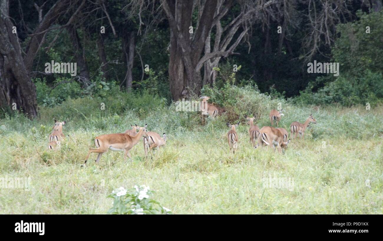 wild living gazelle in the savanna of kenya Stock Photo - Alamy