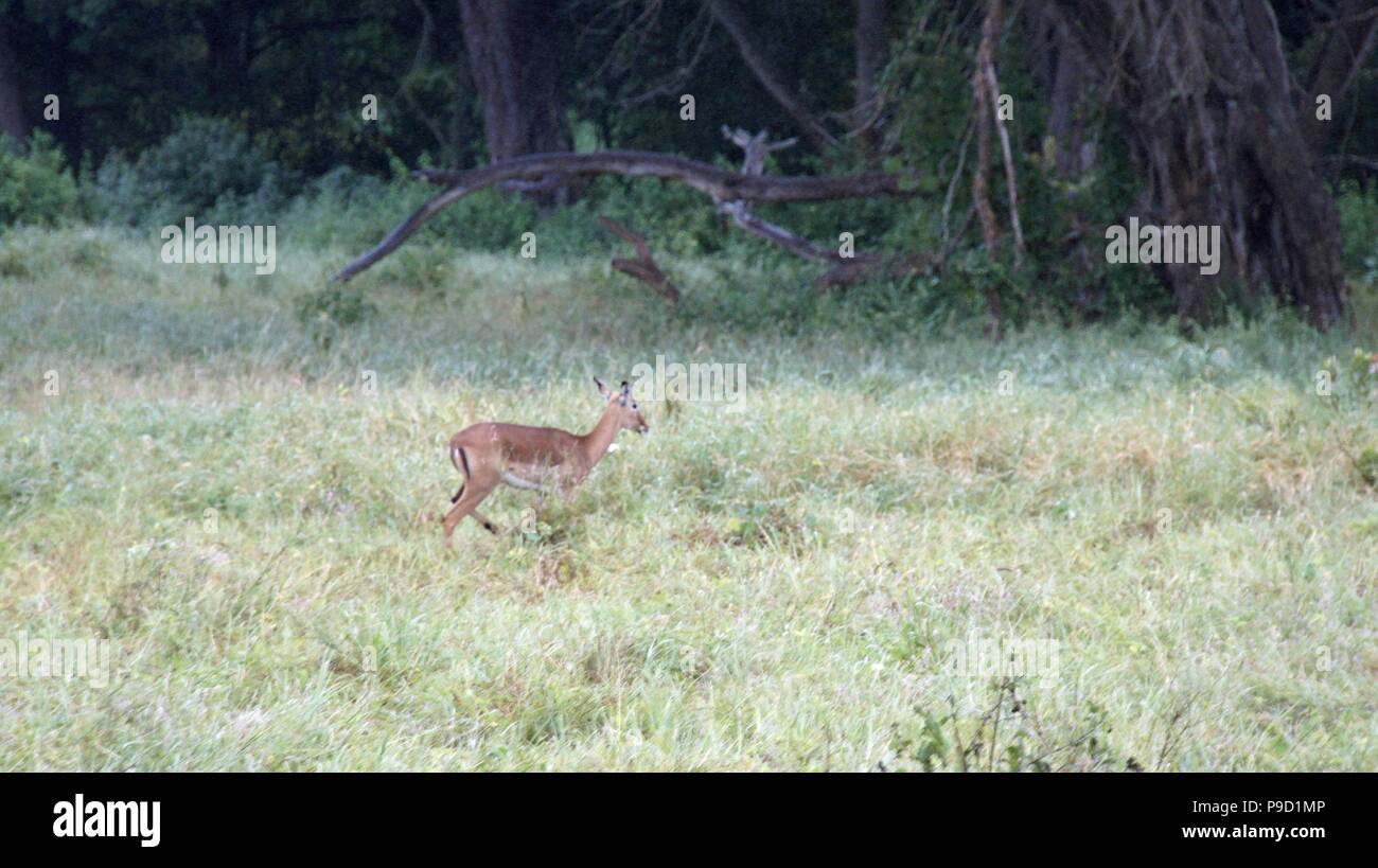 wild living gazelle in the savanna of kenya Stock Photo - Alamy