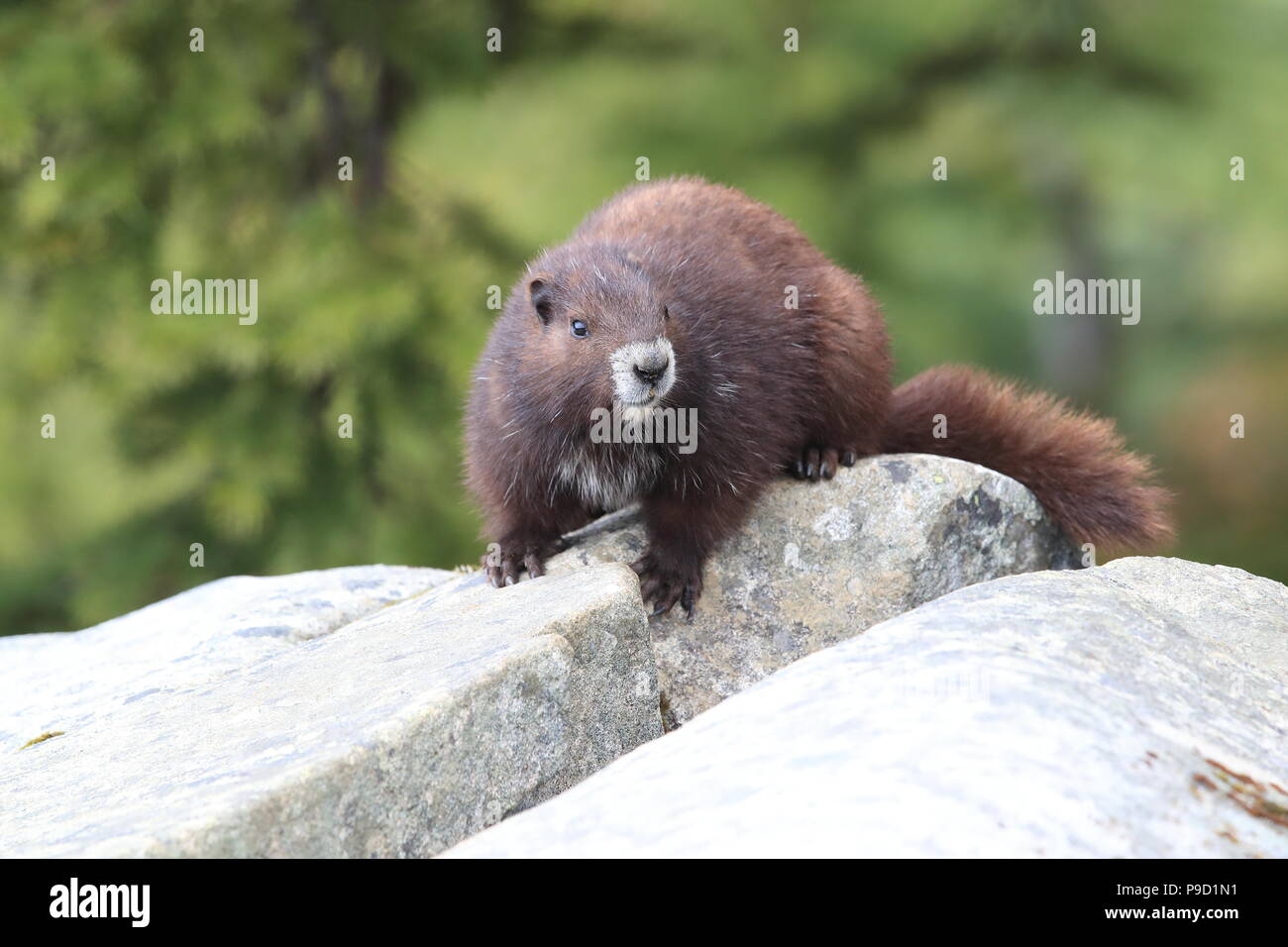 Vancouver Island Marmot, Marmota vancouverensis,Mount Washington ...