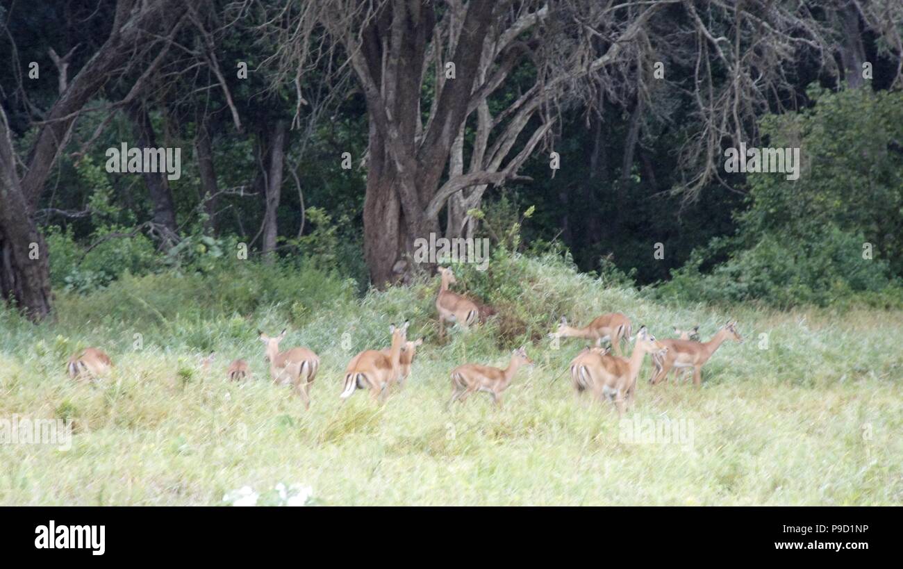 wild living gazelle in the savanna of kenya Stock Photo - Alamy