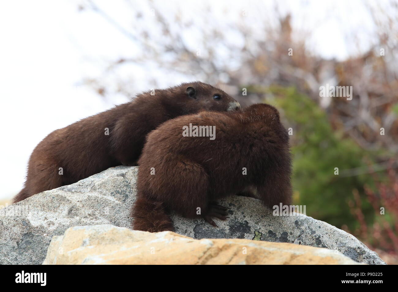 Vancouver Island Marmot, Marmota vancouverensis,Mount Washington ...