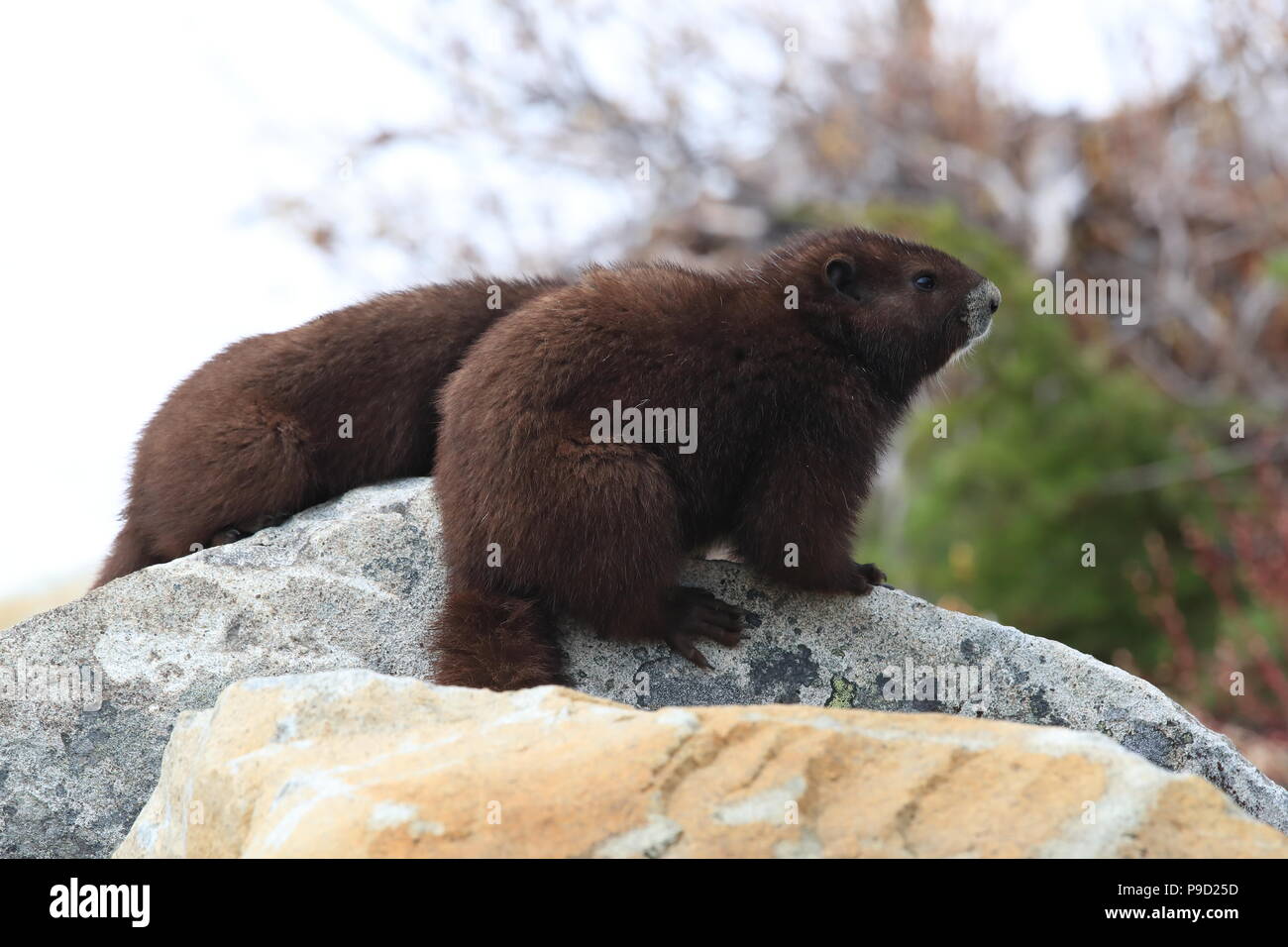 Vancouver Island Marmot, Marmota vancouverensis,Mount Washington ...