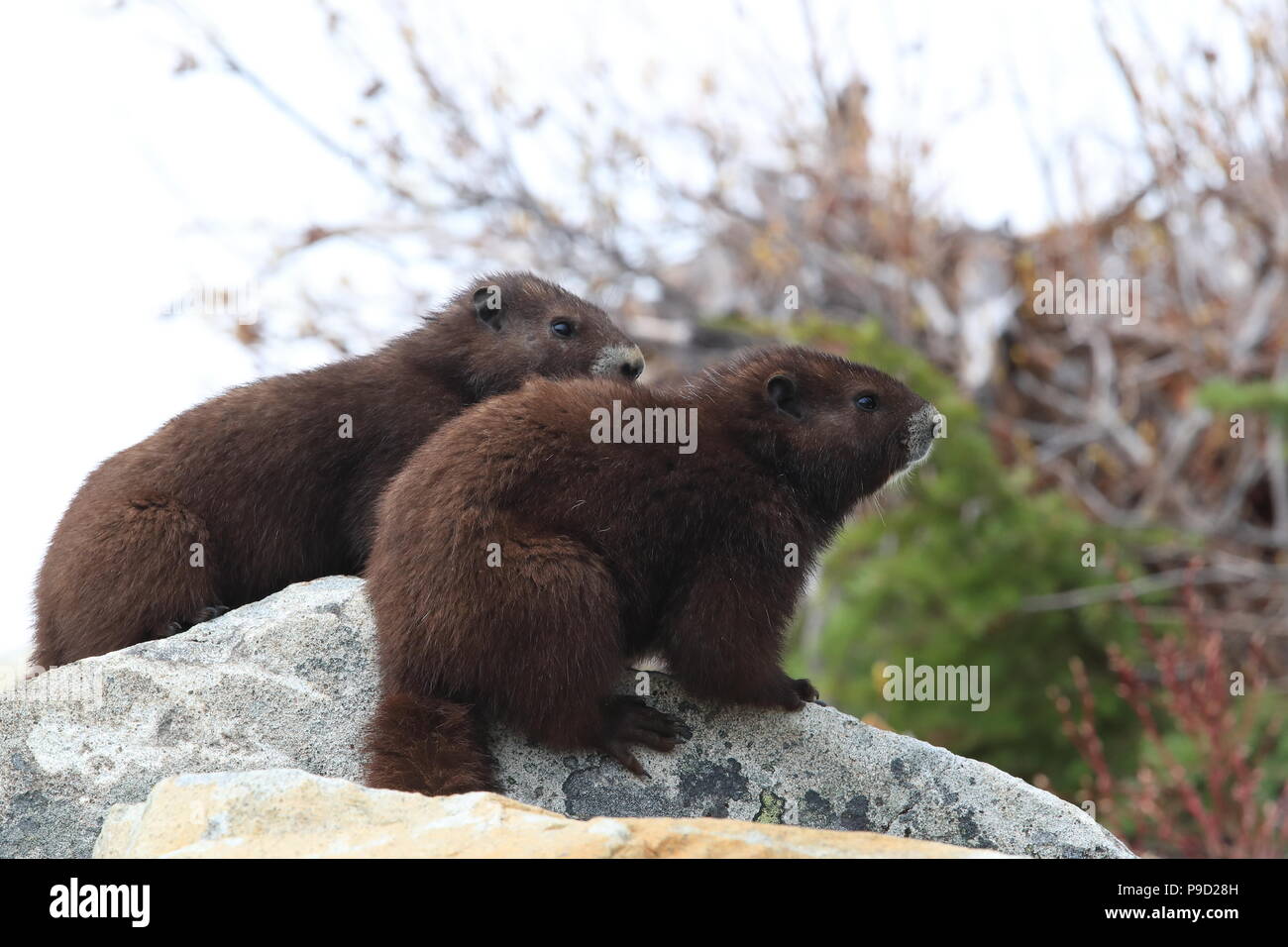 Vancouver Island Marmot, Marmota vancouverensis,Mount Washington ...