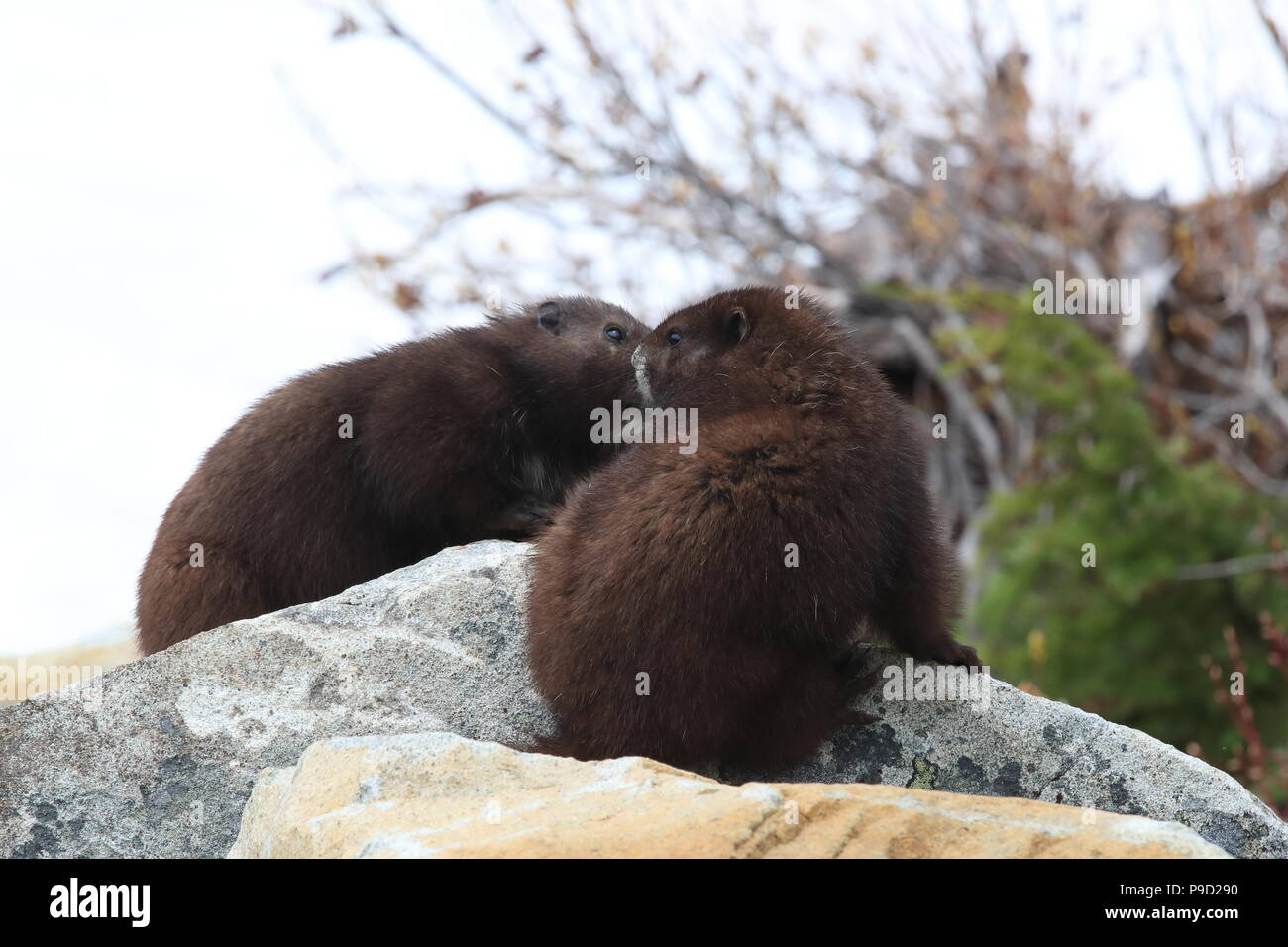 Vancouver Island Marmot, Marmota vancouverensis,Mount Washington ...