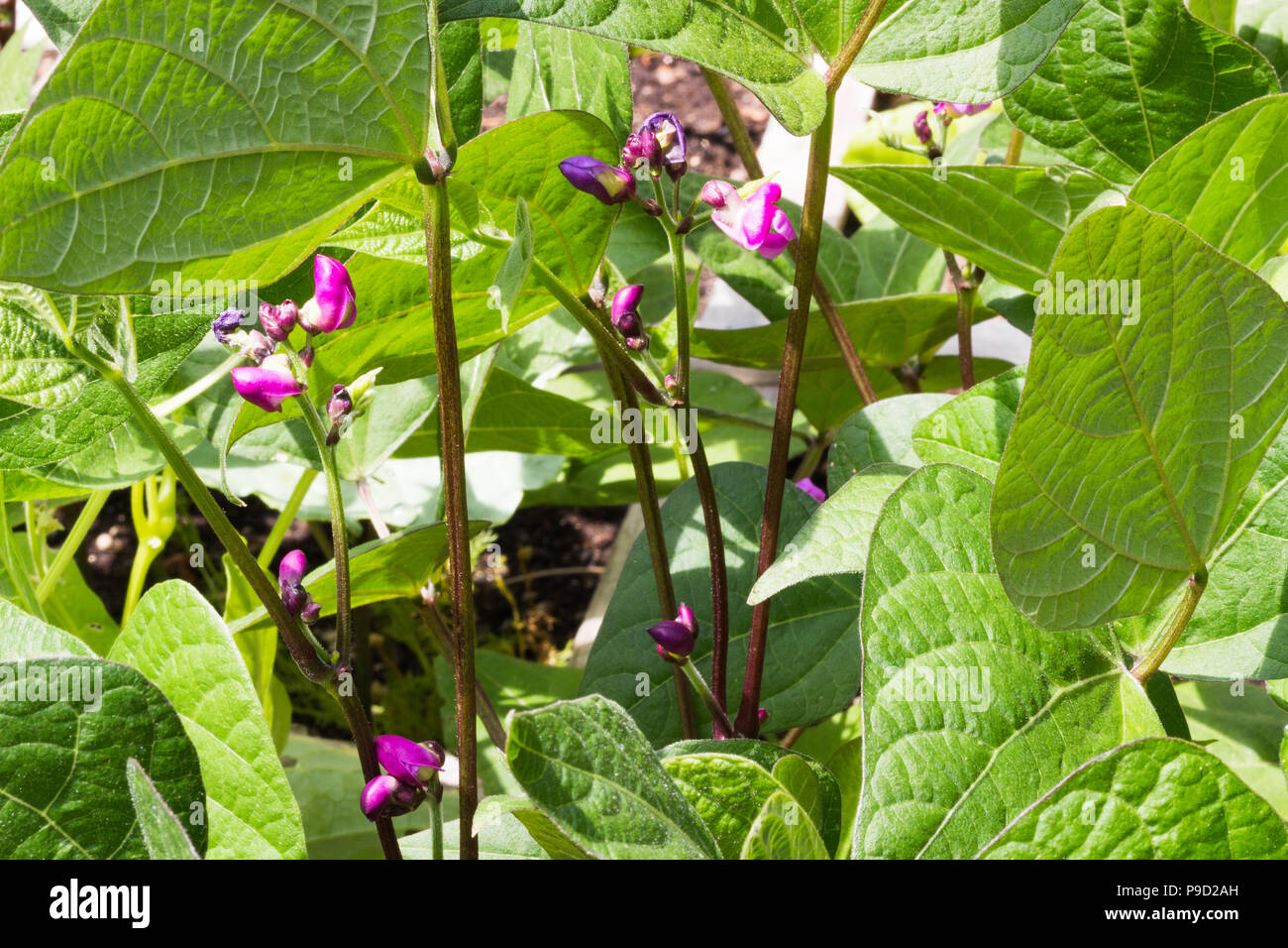 Purple bean plants with blossoms growing in the garden Stock Photo - Alamy