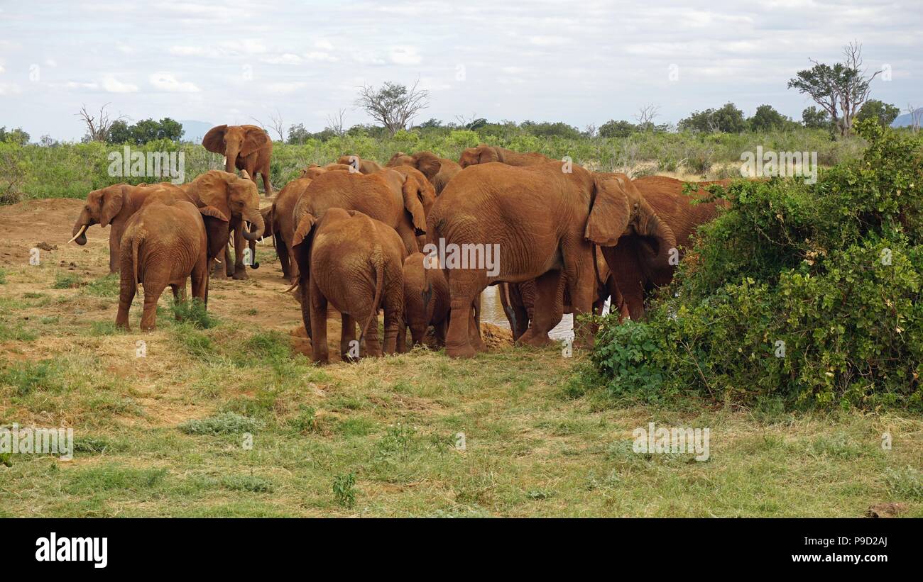 wild living elephants in a kenyan national park Stock Photo - Alamy