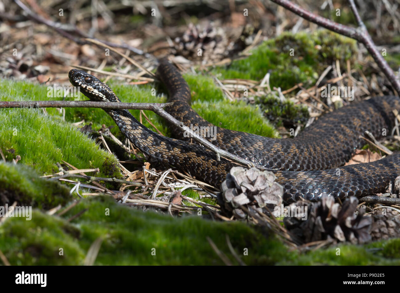 Venomous european snake hi-res stock photography and images - Alamy