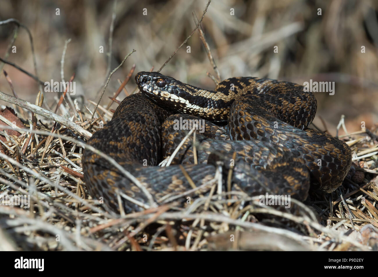 Venomous european snake hi-res stock photography and images - Alamy