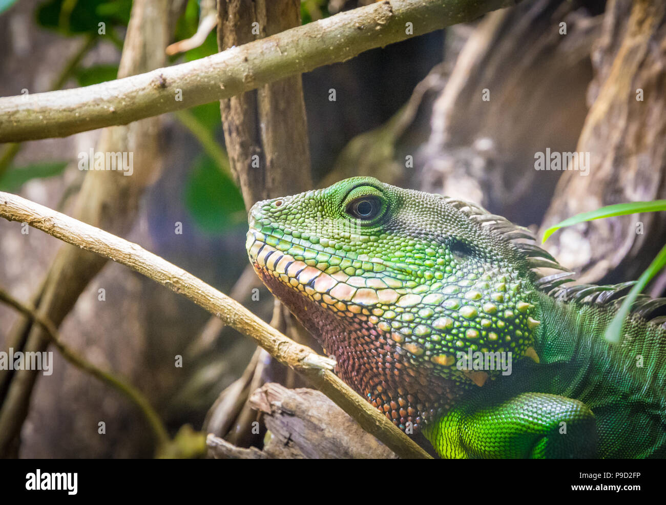 Black Eyes Lizard High Resolution Stock Photography and Images - Alamy