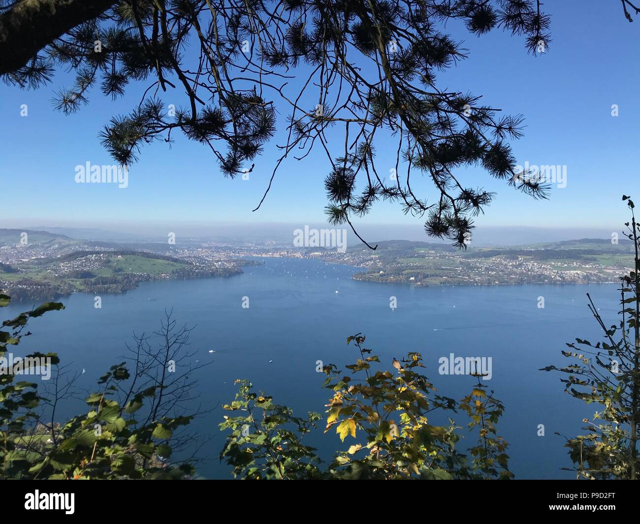 lake lucerne panorama view with tree in foreground and blue water Stock ...