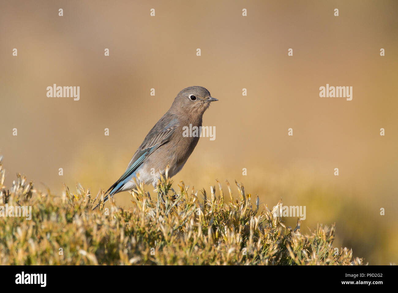 A mountain bluebird, Sialia currucoides, perched on sagebrush Stock ...