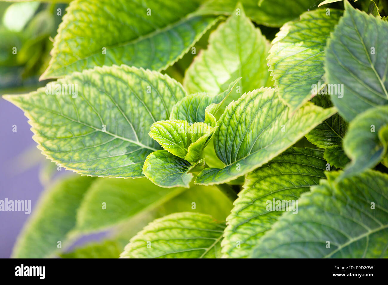 Close up of green leaves Stock Photo - Alamy