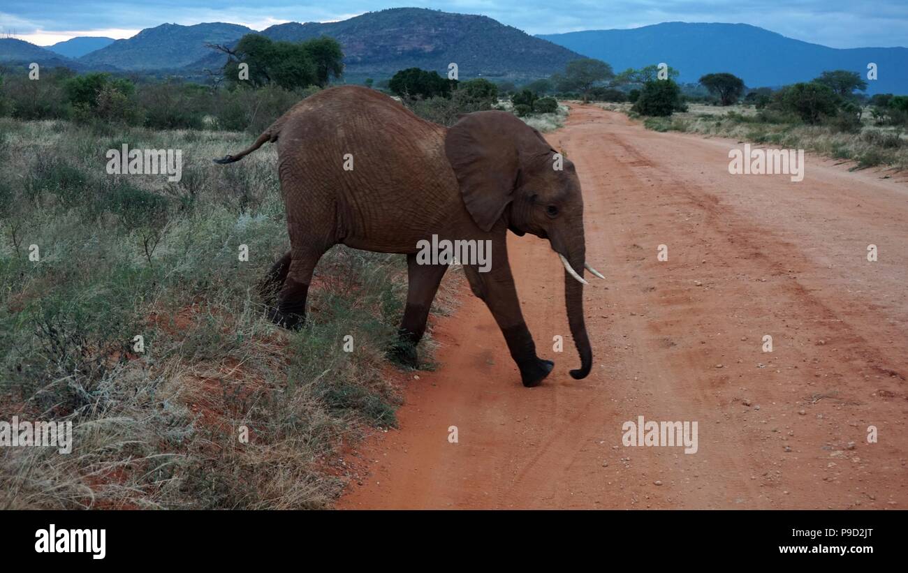 wild living elephants in a kenyan national park Stock Photo - Alamy