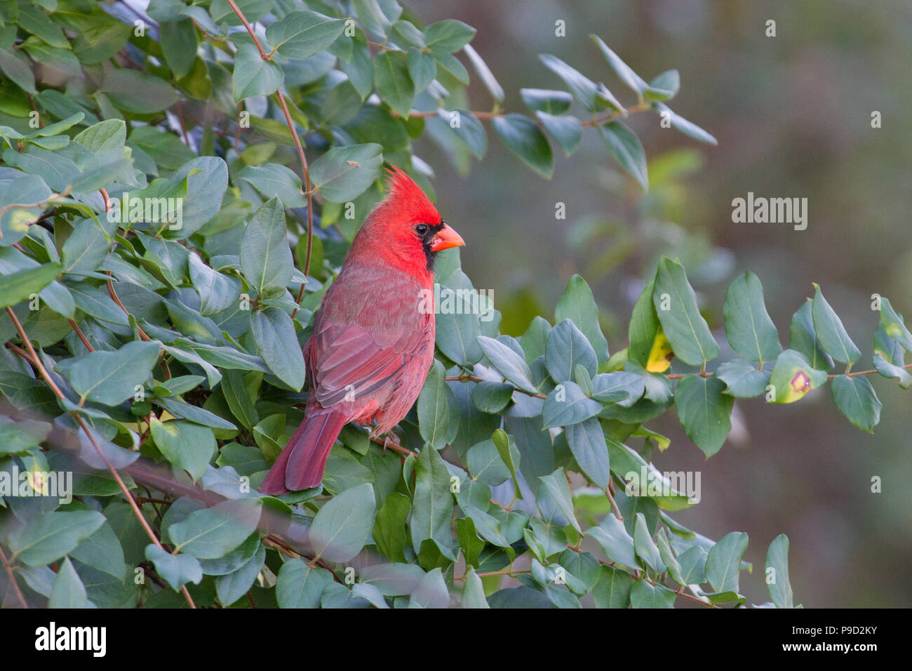 Northern cardinal cardinalis hi-res stock photography and images - Alamy