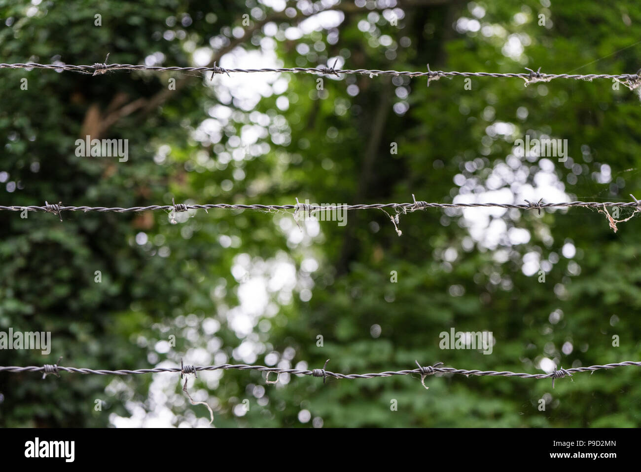 barbed wire in front of forest with trees in the back Stock Photo - Alamy