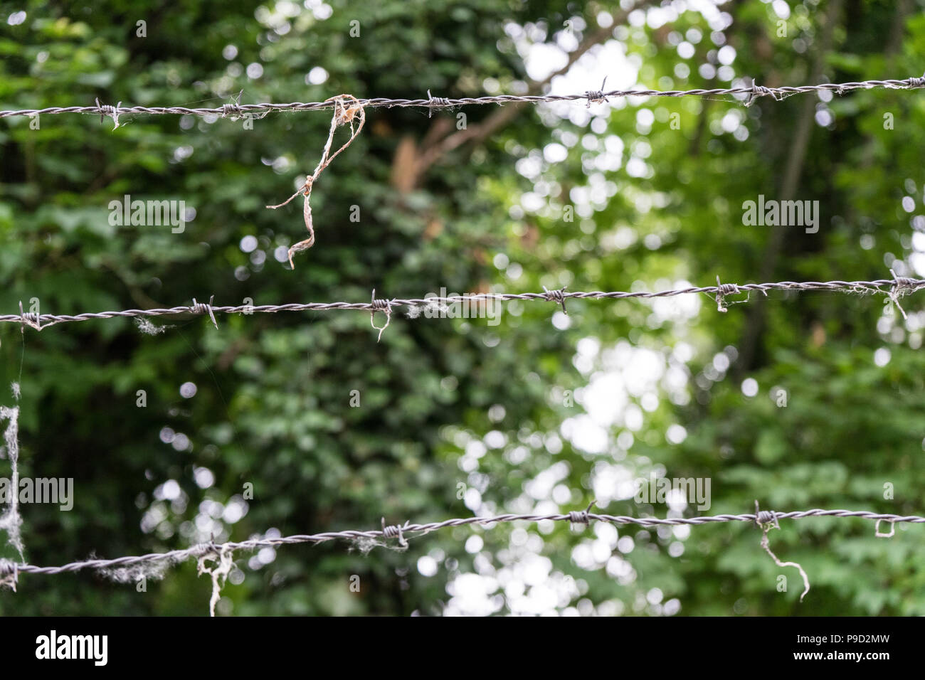 barbed wire in front of forest with trees in the back Stock Photo - Alamy