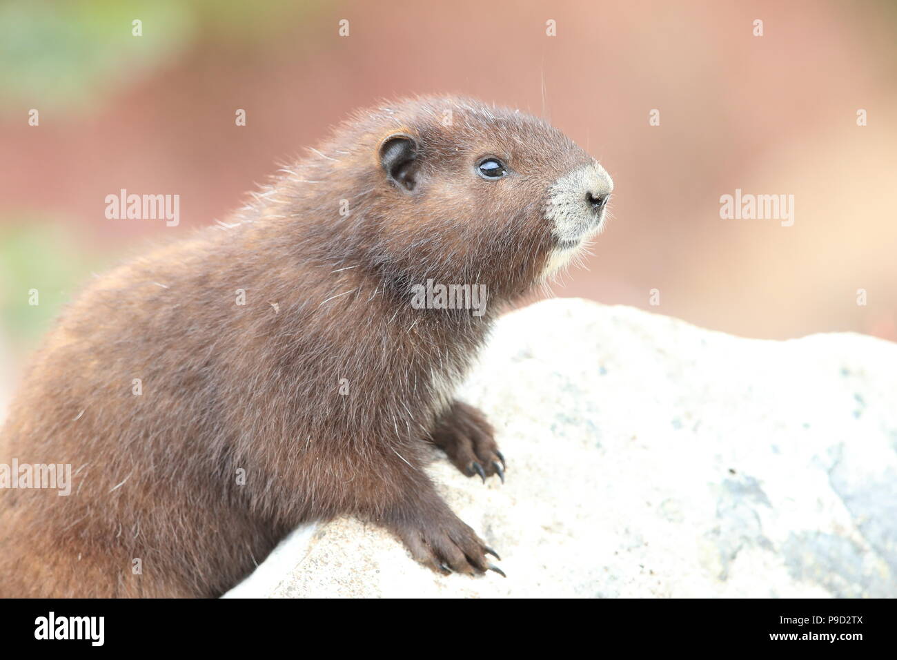 Vancouver Island Marmot, Marmota vancouverensis,Mount Washington ...