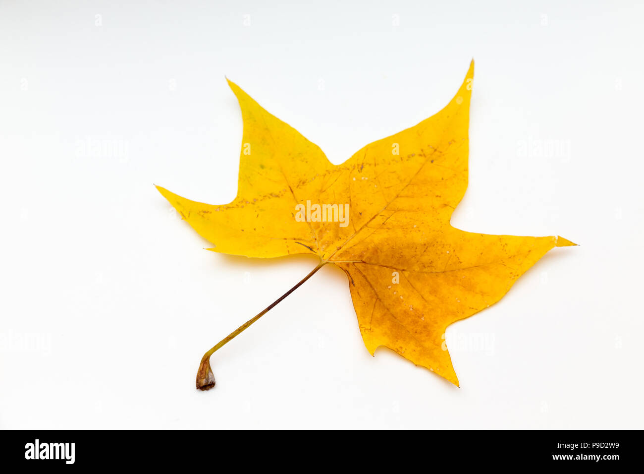 autumn leaf on white background Stock Photo - Alamy