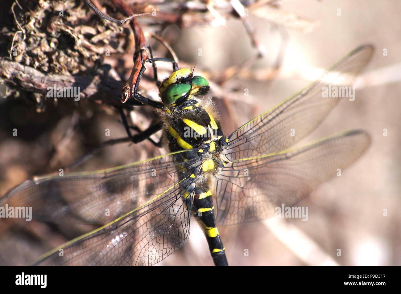 Golden ringed dragonfly Stock Photo - Alamy