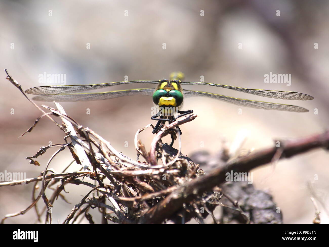 Golden ringed dragonfly Stock Photo - Alamy