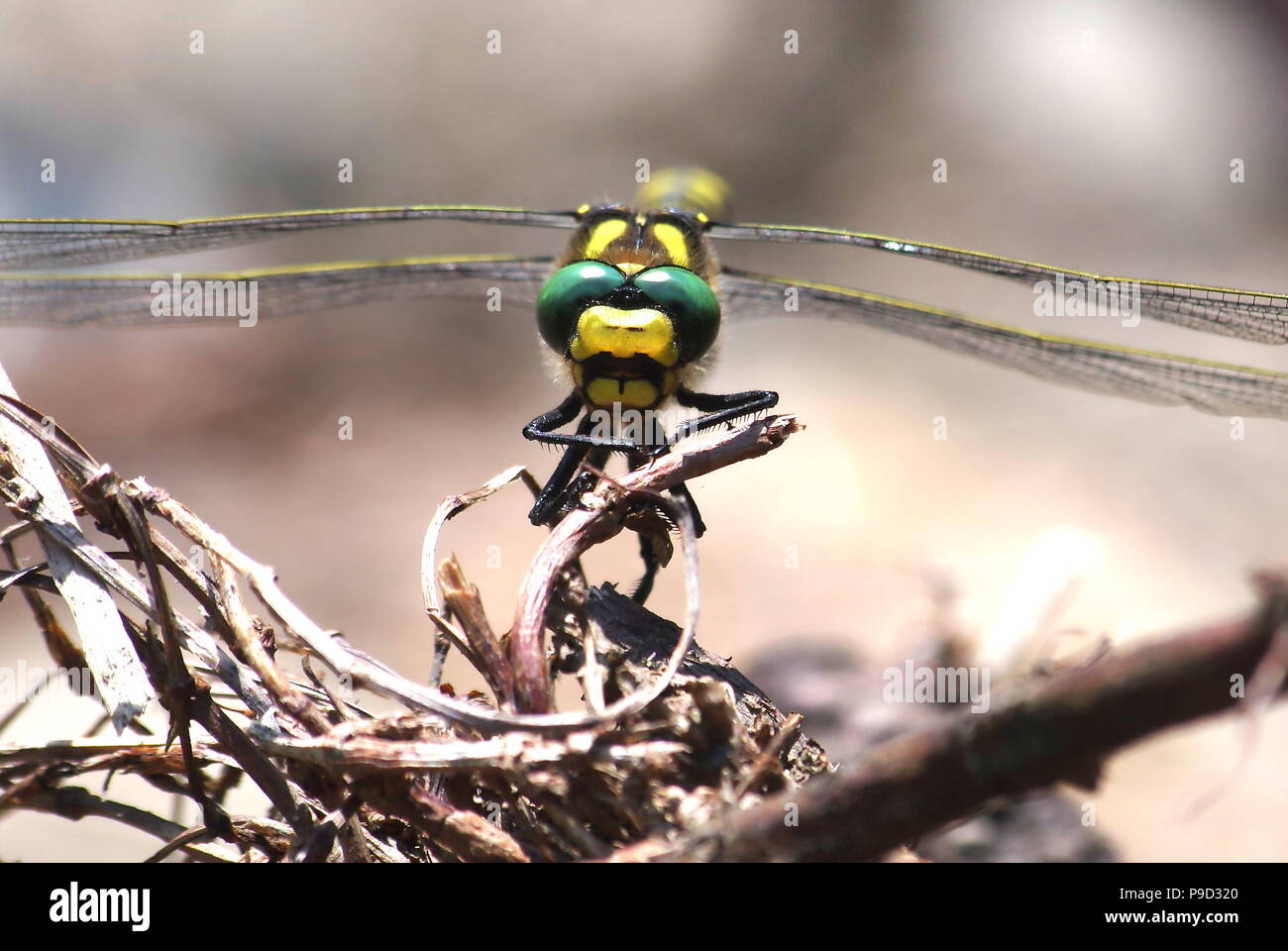 Gold ringed dragonfly hi-res stock photography and images - Alamy