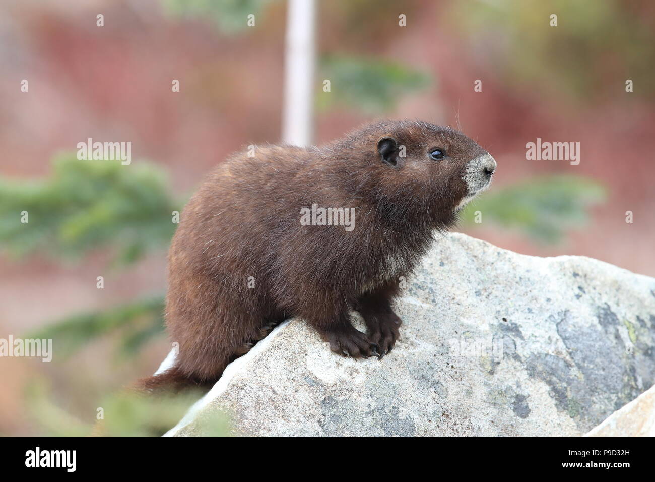 Vancouver Island Marmot, Marmota vancouverensis,Mount Washington ...