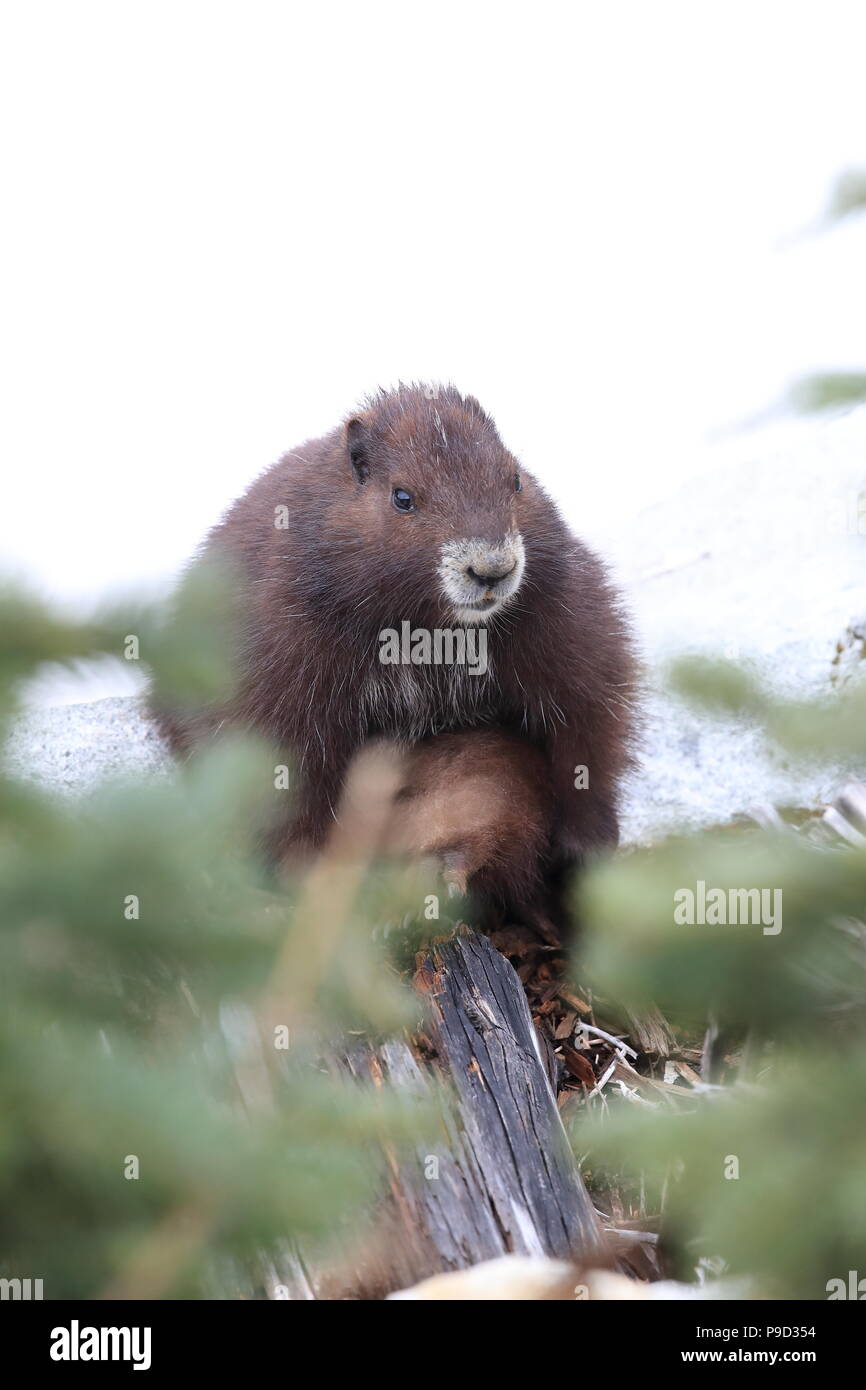 Vancouver Island Marmot, Marmota vancouverensis,Mount Washington ...