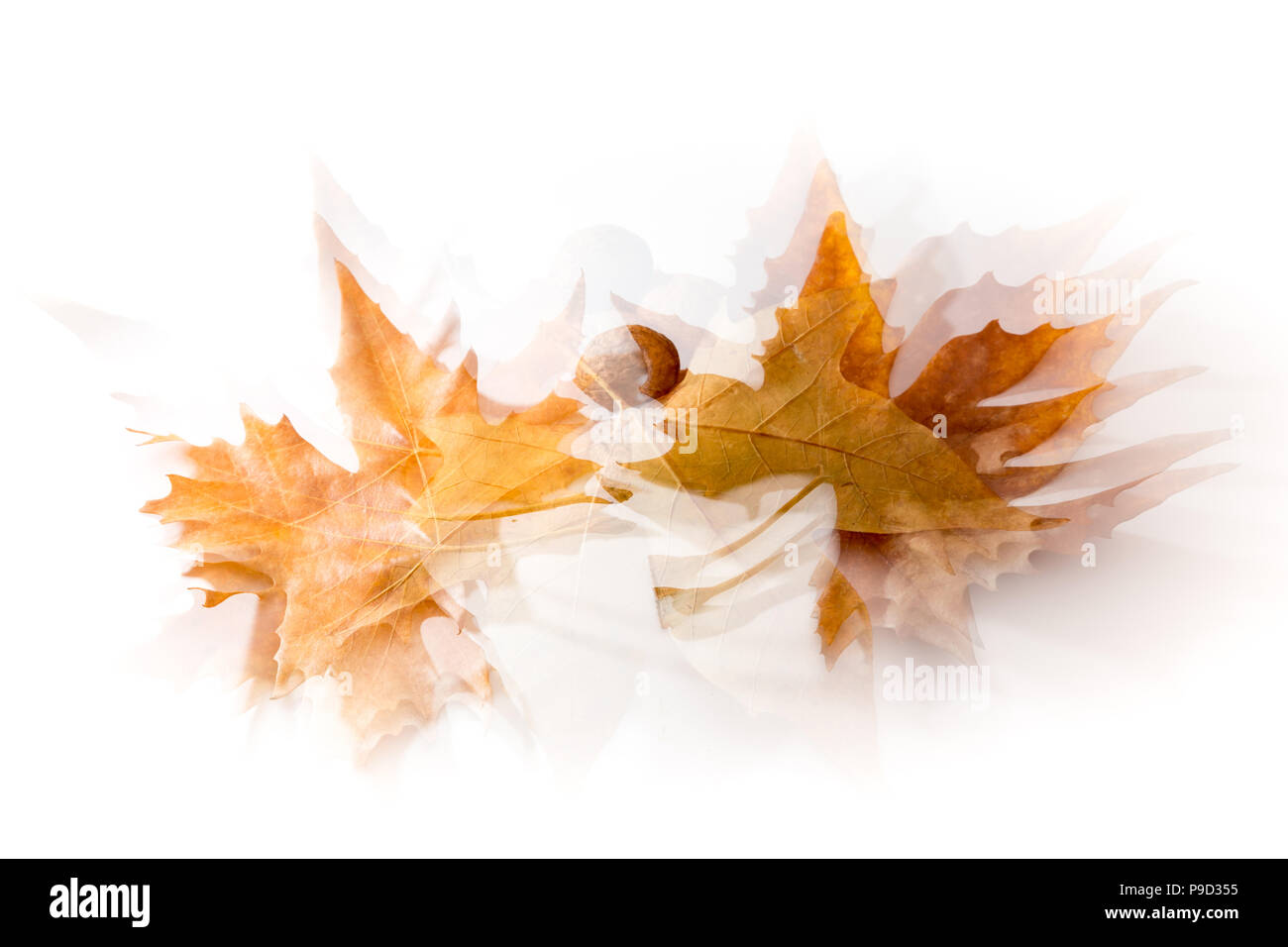overlapping leaves in autumn representing the ephemeral nature of ...