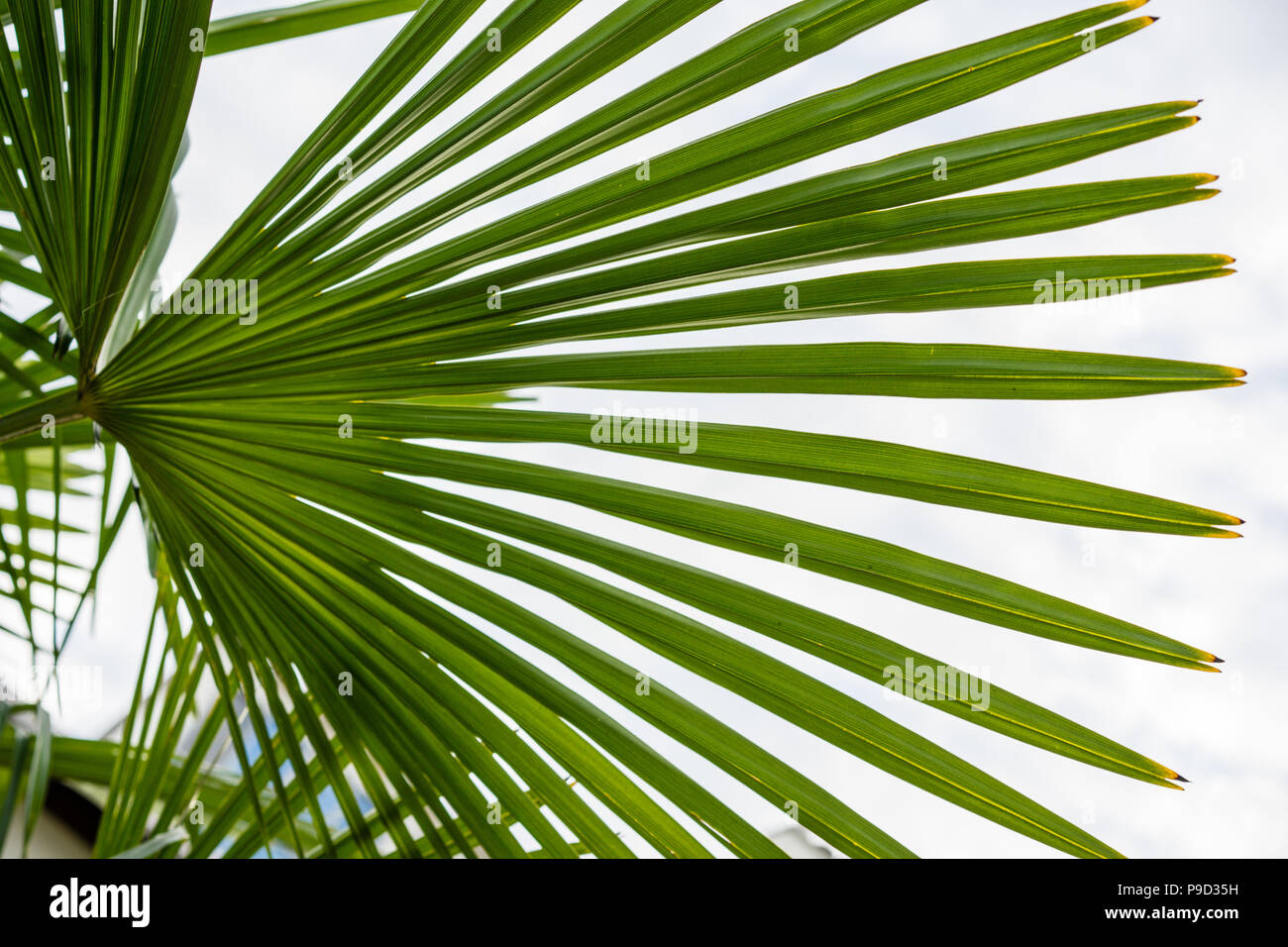 trachycarpus fortunei palm tree leaf close up Stock Photo - Alamy
