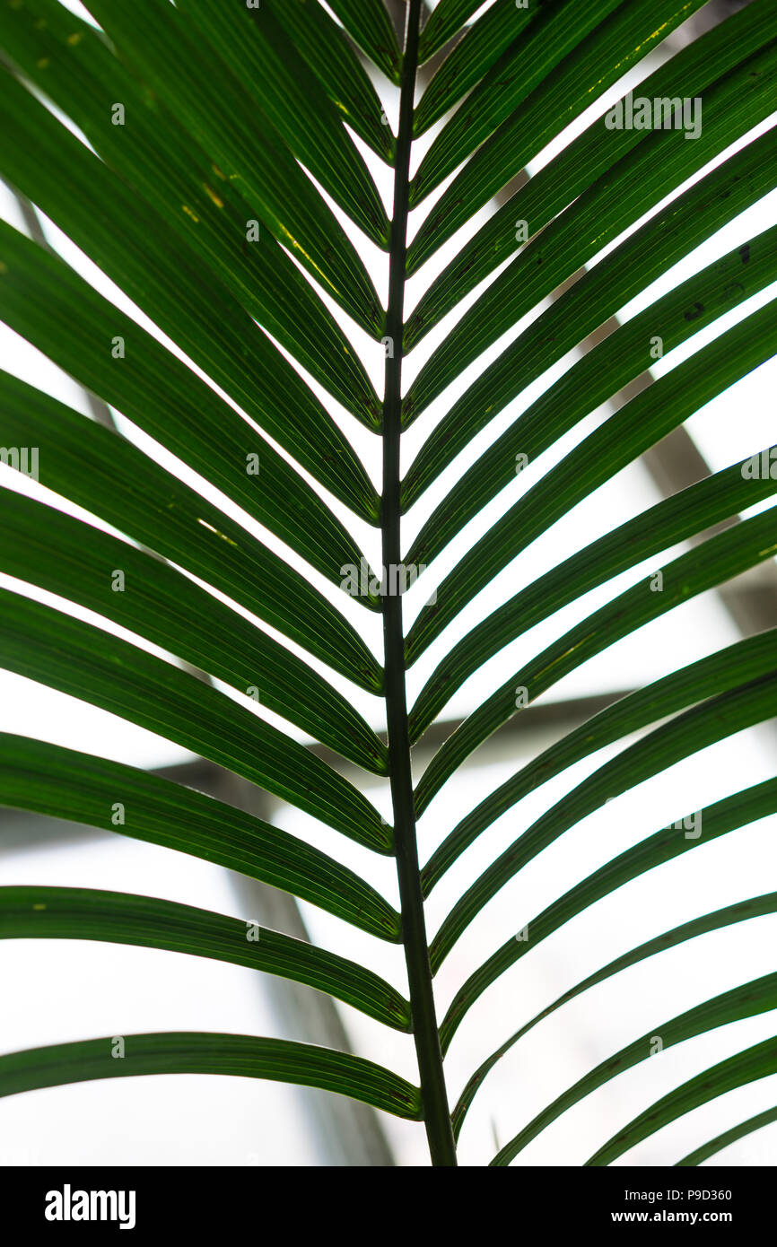 palm tree trunk from howea forsteriana arecaceae kentiapalm from the ...