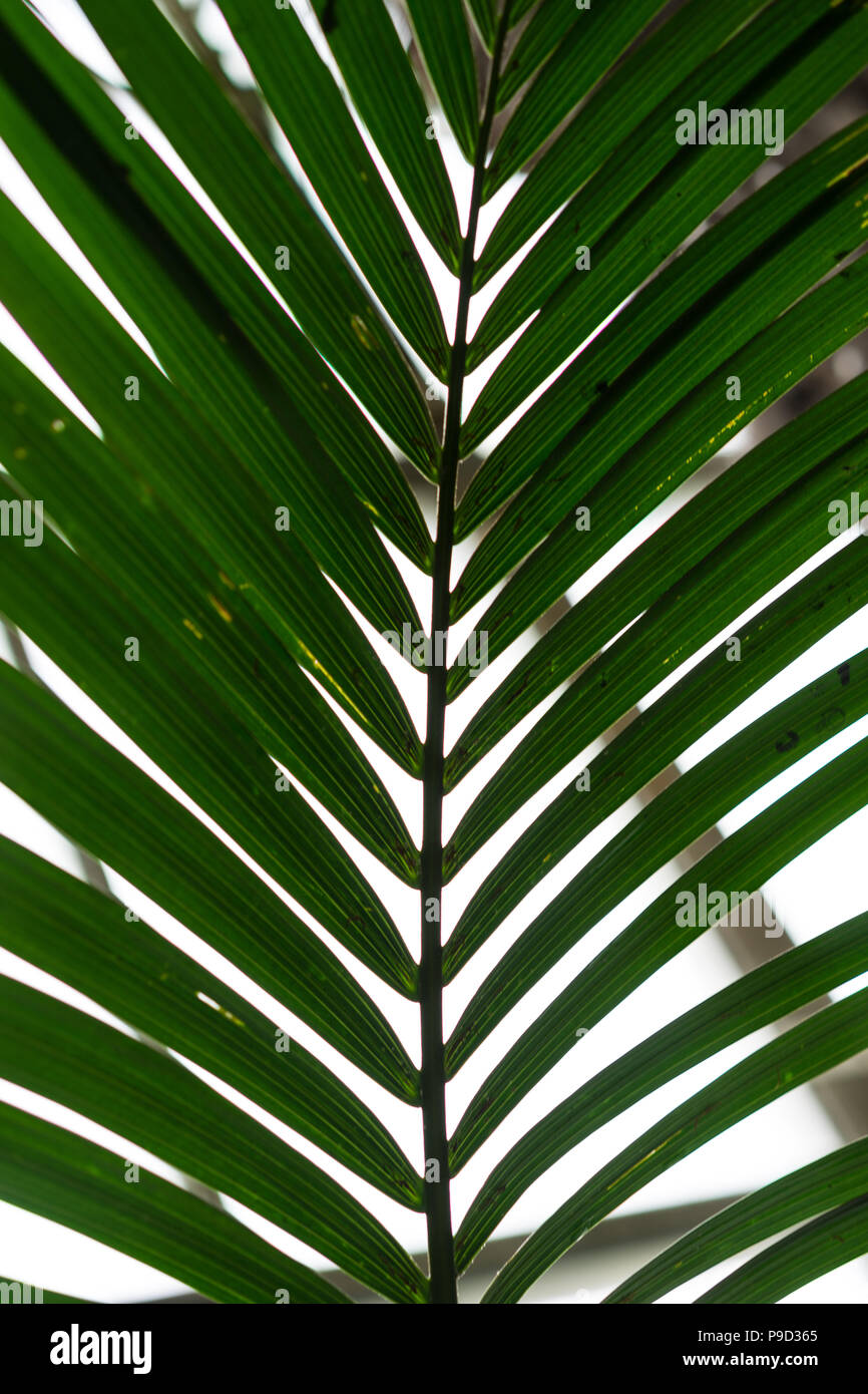 Sago palm trunk hi-res stock photography and images - Alamy