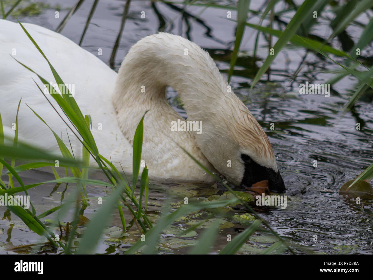 Swan and duck food hi-res stock photography and images - Alamy