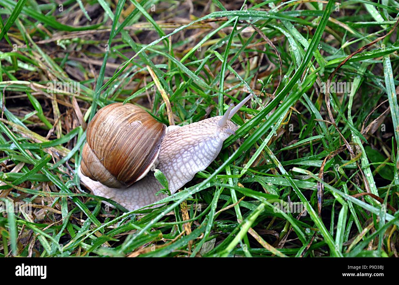 small animal snail Stock Photo - Alamy