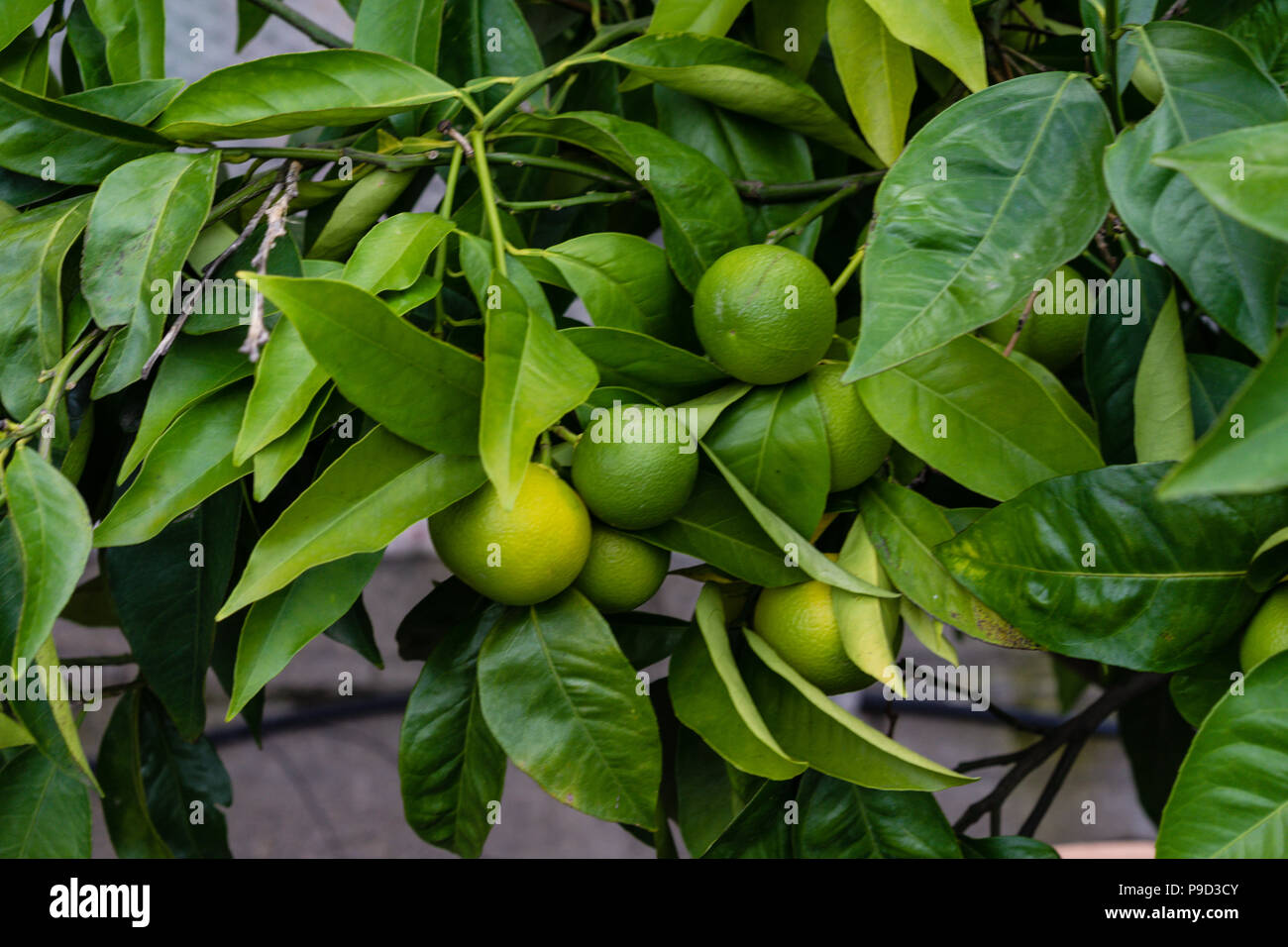 many fruits on plant from citrus sinensis orange tree close up Stock ...