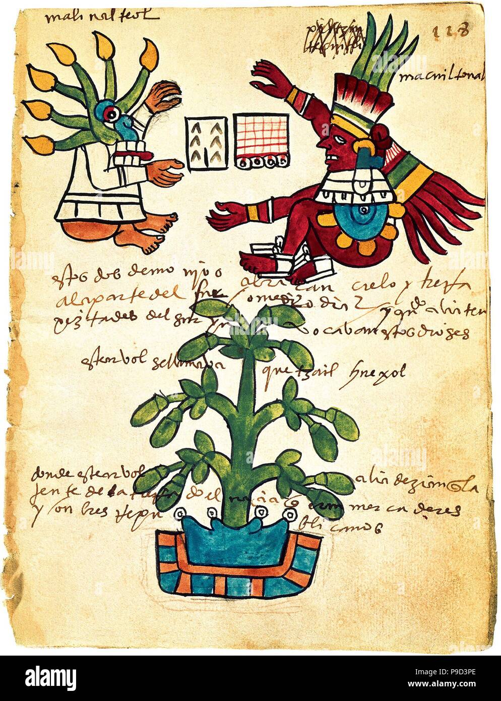 Cacao tree from the Codex Tudela. Museum: Museo de América, Madrid ...