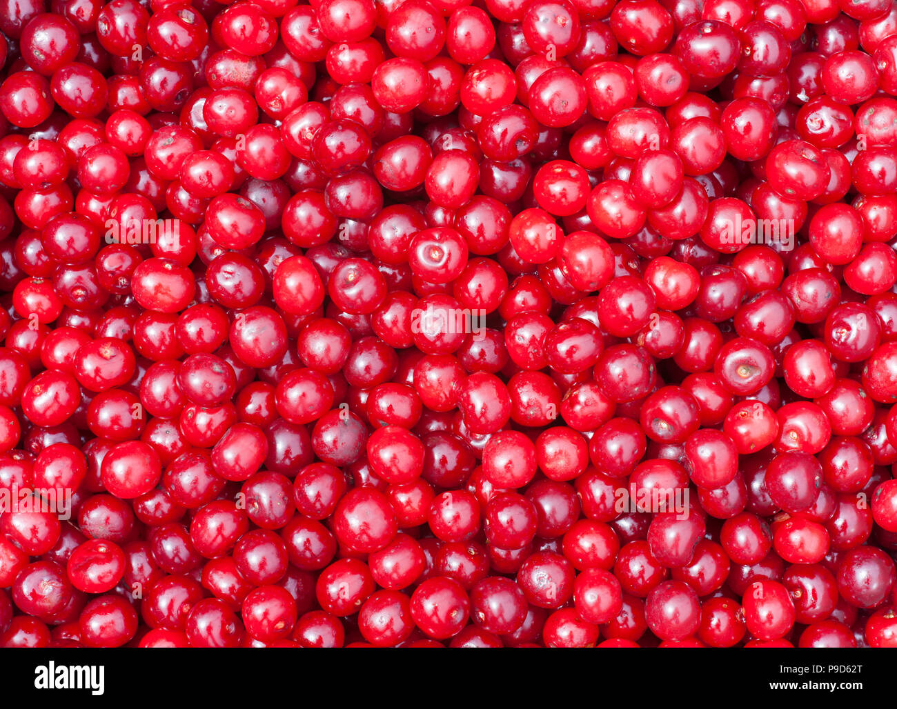 texture of many cherry fruit from the garden Stock Photo - Alamy