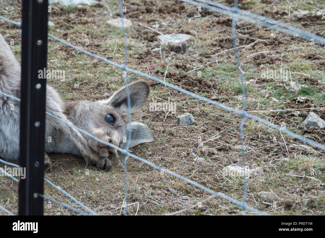 Kangaroo fence hi-res stock photography and images - Alamy