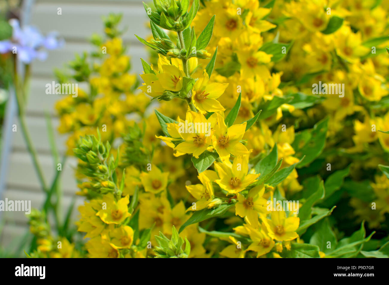 beautiful flower mediccine yellow in a garden Stock Photo - Alamy