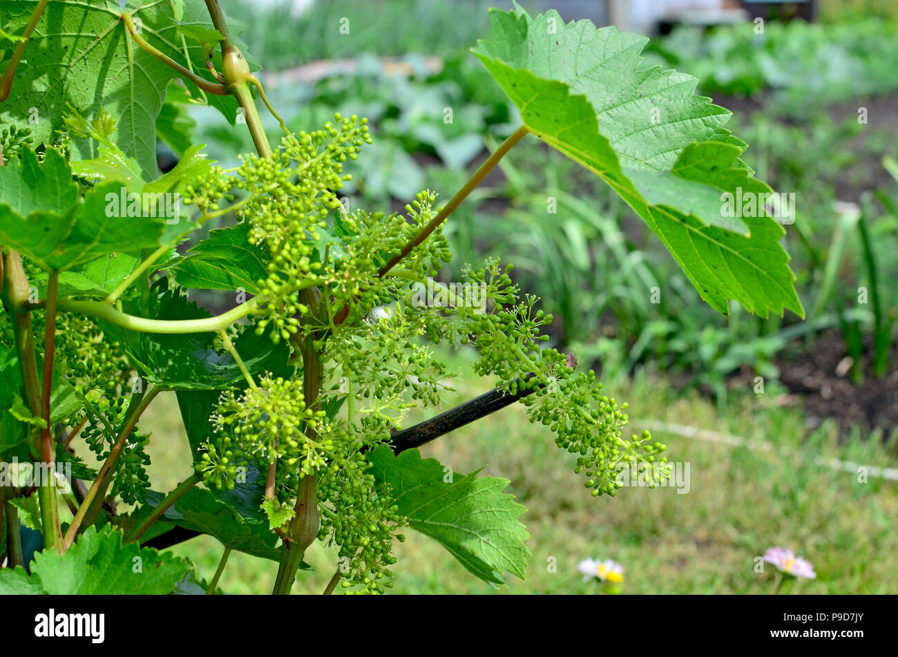 Small berry hi-res stock photography and images - Alamy